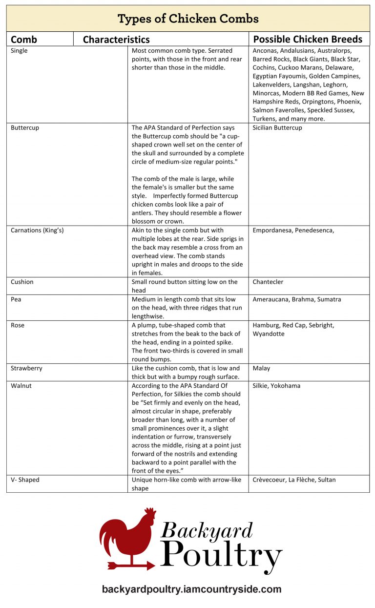Types of Chicken Combs - Backyard Poultry